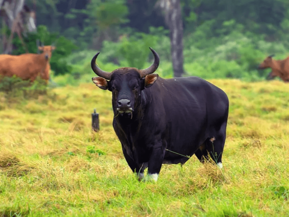 Top 5 Unique Animals Found Only in Cambodia | Vespa Adventures (Korea)